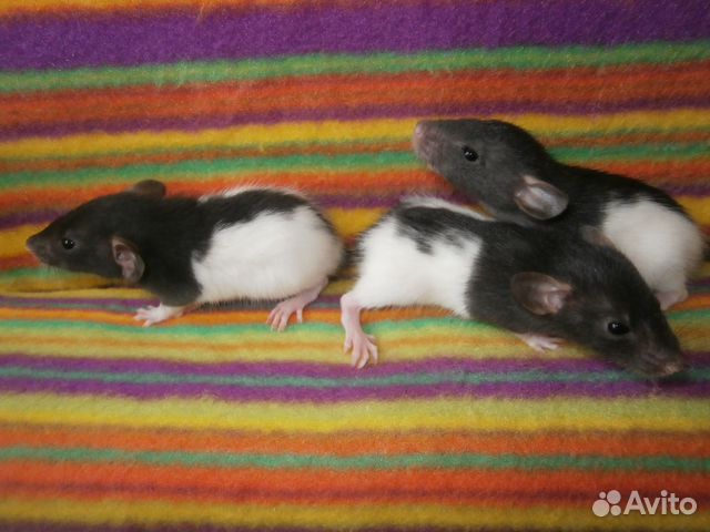 Крысы,крысята - дамбо, новые клетки, гамаки