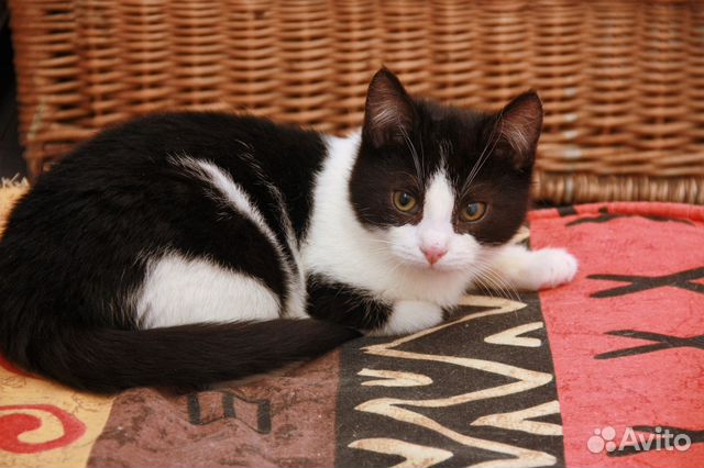 Сладкий Фунтик ищет дом