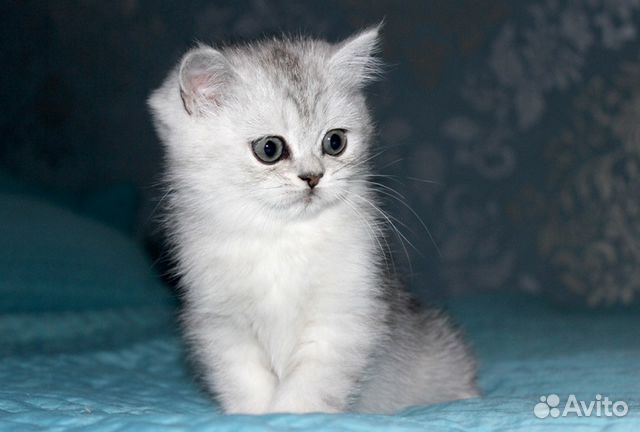 Британский котик