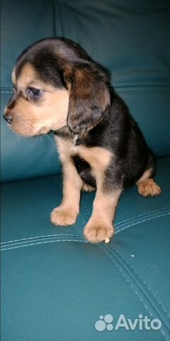 Бигль метис со спаниелем