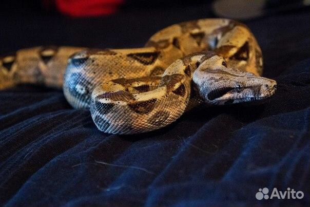 Императорский удав