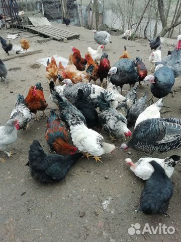 Домашние молодые куры несушки