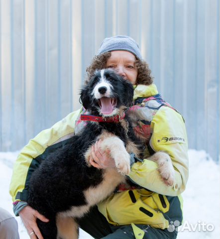 Отдам в добрые руки щенка Фаю