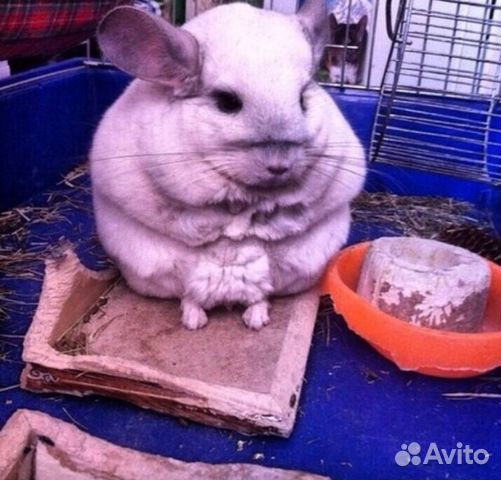 Шиншилла с приданым