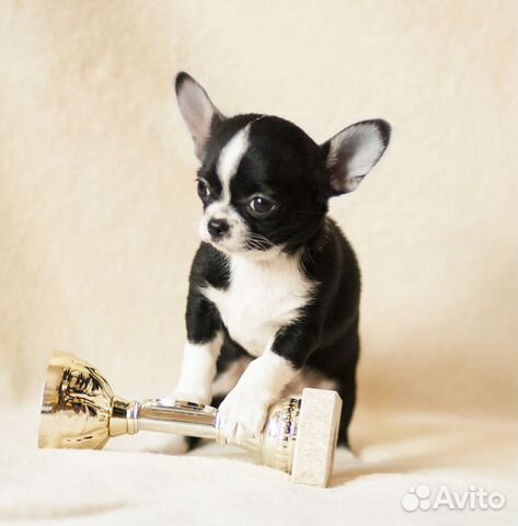 Чихуахуа гладкошерстный мальчик
