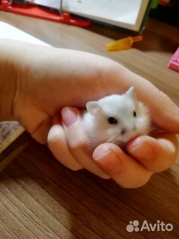 Джунгарский хомяк