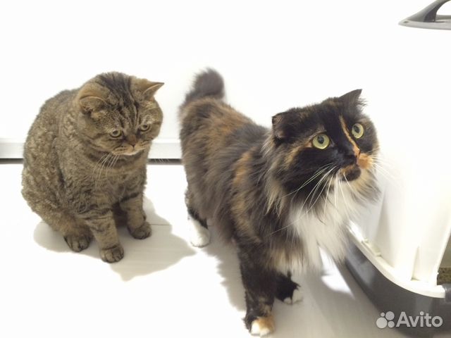 Британцы кот и кошка
