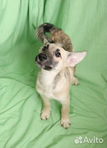 Вега, щенок 4мес