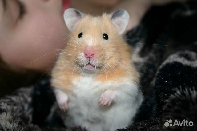 Продам сирийских хомячков