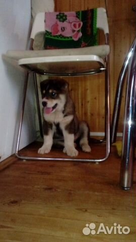 Щенок Эльза 2 мес