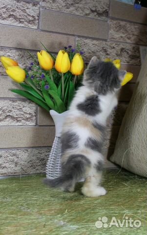 Персидские котята