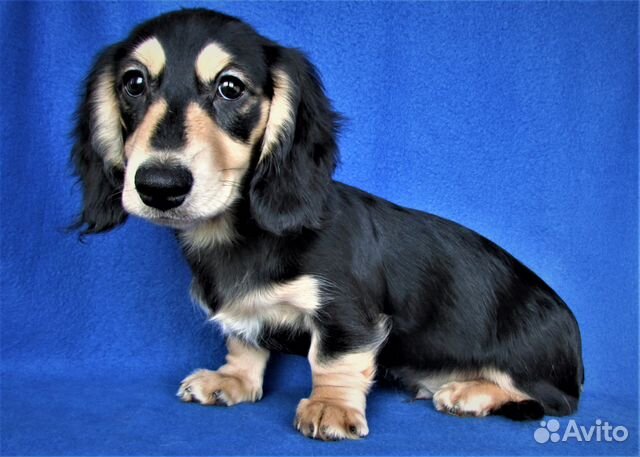 Чёрно-кремовый красавец