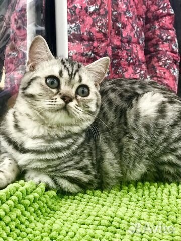 Британская кошечка