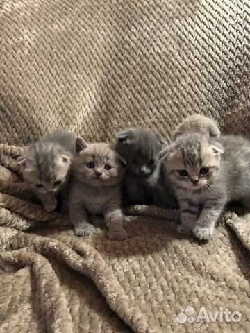 Плюшевые котята