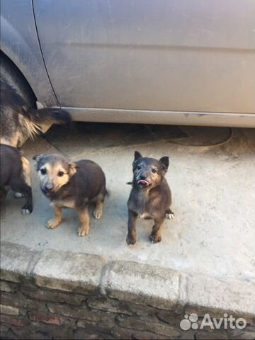 Отдам щенков в добрые руки