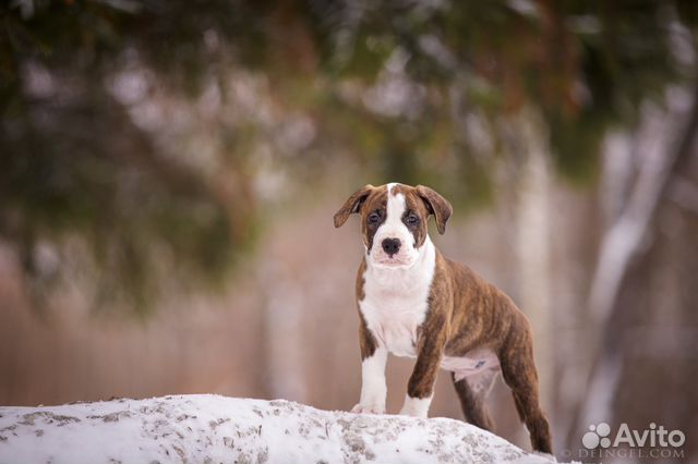 Щенок амстаффа питомник РКФ (мама импорт Венгрия)