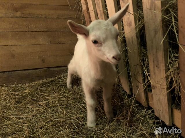 Продаётся зааненский козлёнок