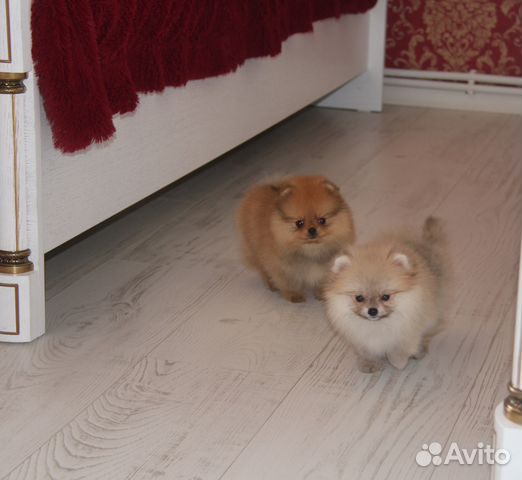 Шпиц 2 девченки мини