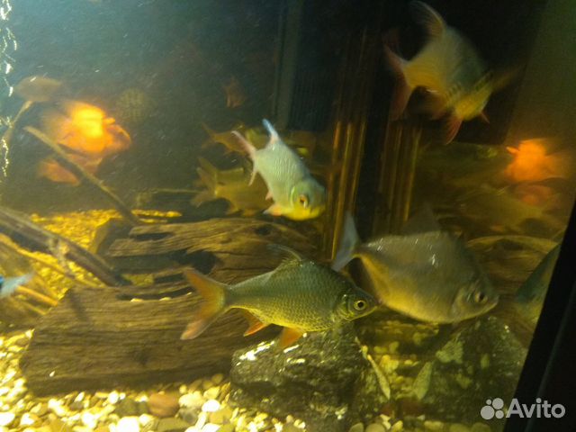 Барбусы и Метинесы