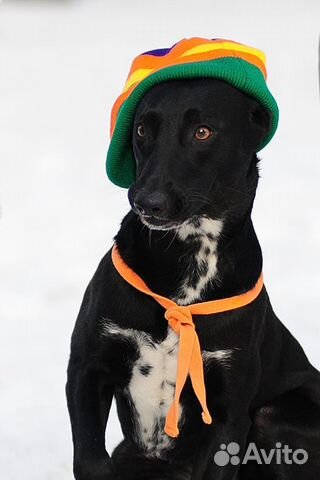 Очаровательная малышка ищет дом