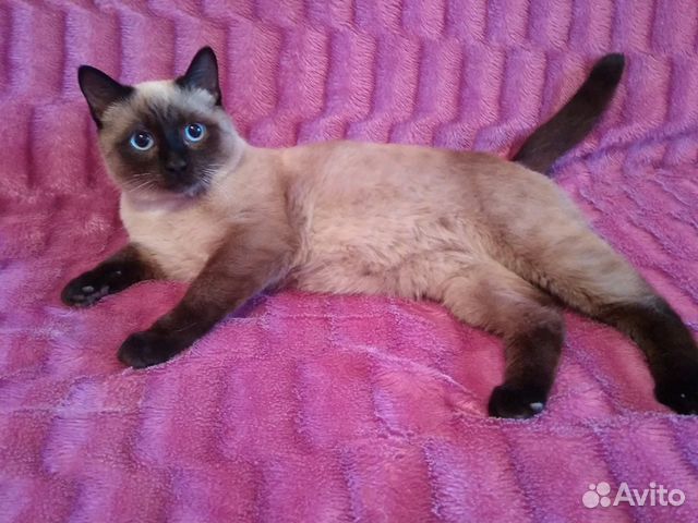 Котик сиамского окраса