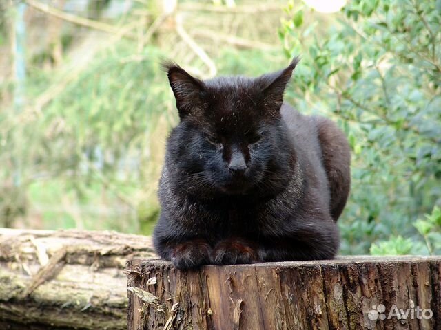Отдам котика камышовой породы