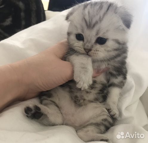 Шотландская вислоухая