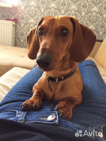 Такса отдам бесплатно, кобель таксы 9 мес