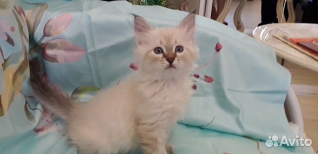 Невские маскарадные