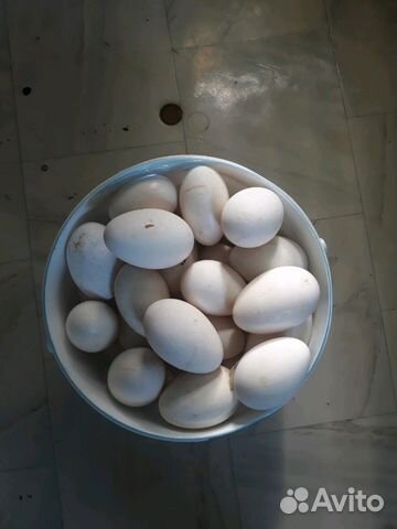 Яйца гусиные