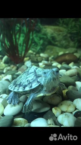 Черепахи желтоухие