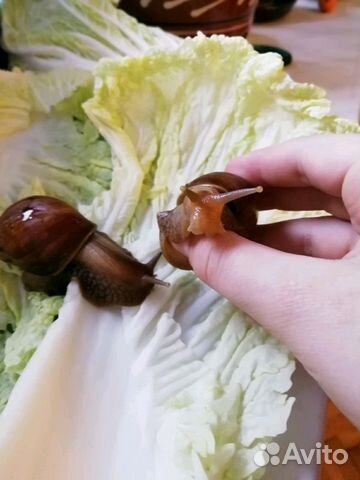 Улитки Ахатины Фулики