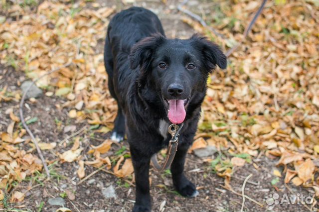 Ночка ищет дом