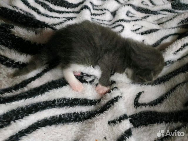 Котята Вислоухие Шатландские