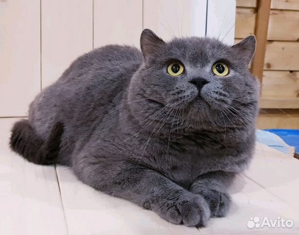 Котик шотландский голубого окраса.Вязка