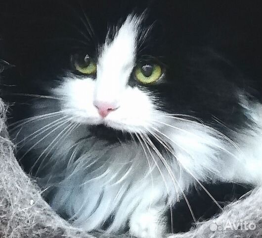 Пушистая кошка Пуша, 1,5 года