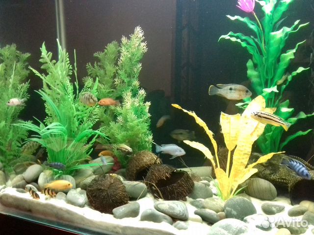Аквариум