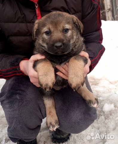 Щенки девочки в добрые руки