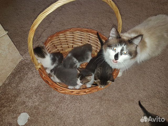 Котята от сиамской кошки