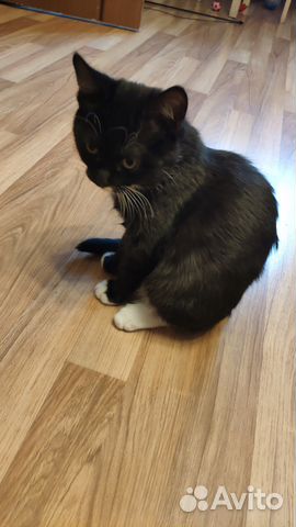 Отдадим прекрасного котёнка в добрые руки