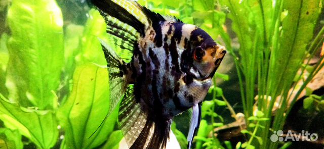 Мраморные Скалярии