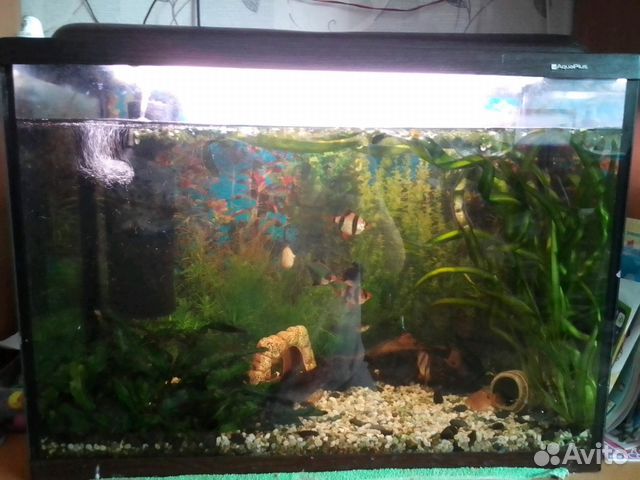 Аквариум акваплюс 100 л со всем содержимым