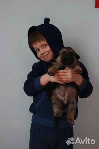 Щенки мальчик и девочка 3,5 недели