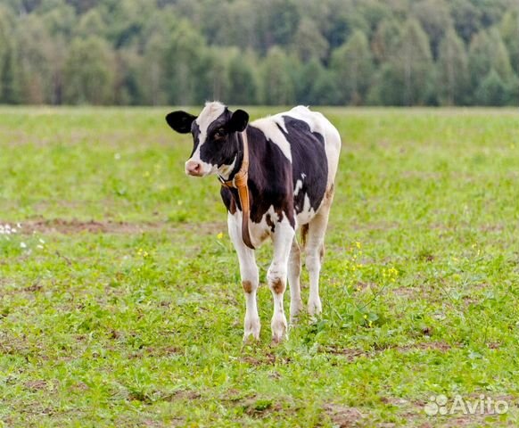 Бычки, первотелки