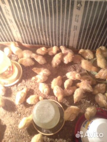 Перепелята