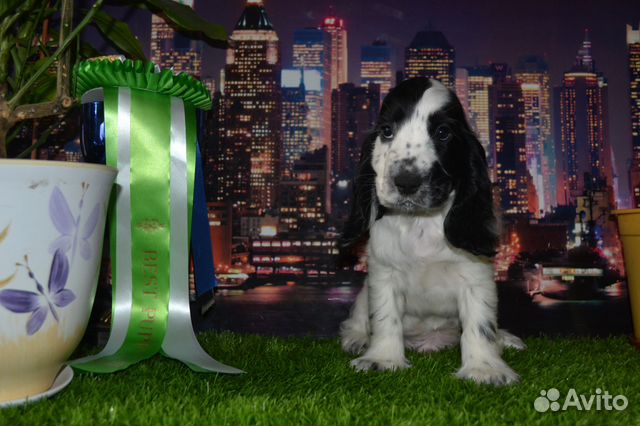 Английский спаниель.Щенки.Документы РКФ