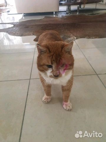 Кот