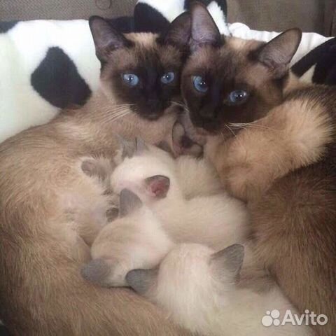 Чистокровные тайские(старосиамские) котята