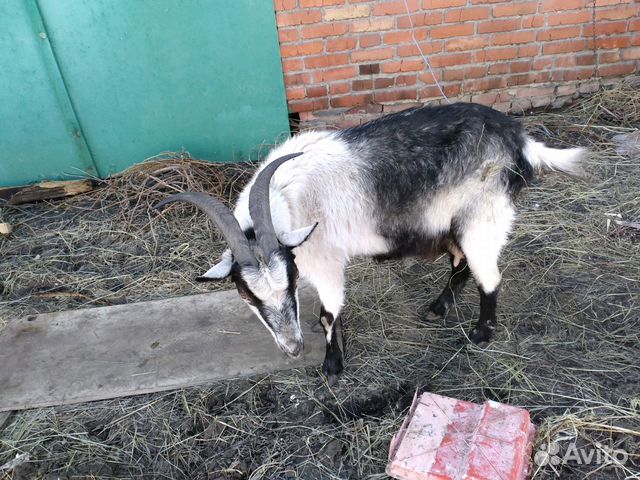 Козы, козлята альпийцы