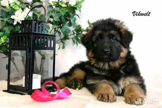 Щенки немецкой овчарки длинношерстные